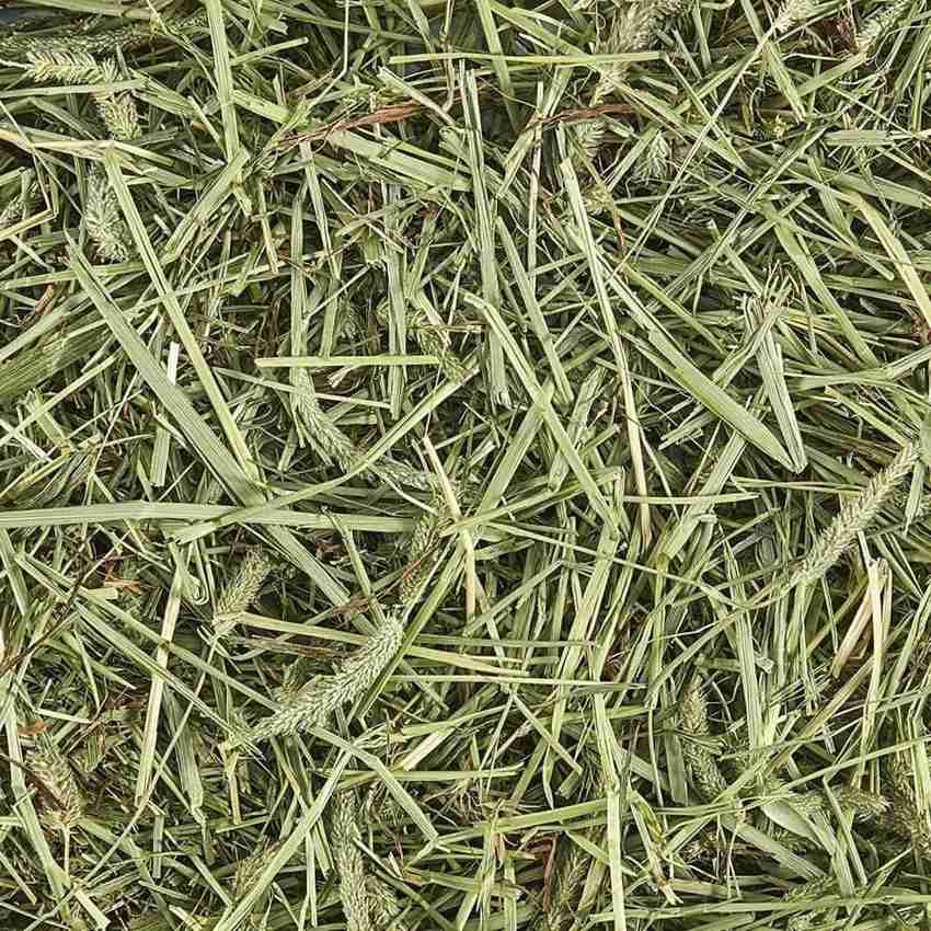 Alfalfa Hay For Rabbits