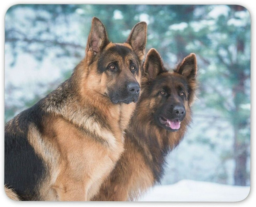 German Shepherd On Computer