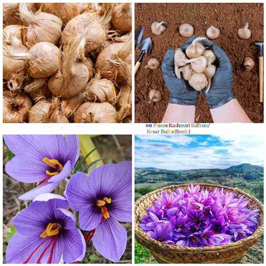 Saffron Seeds Nature Boon Kashmiri Saffron/Kesar Bulb (Pack Of 20