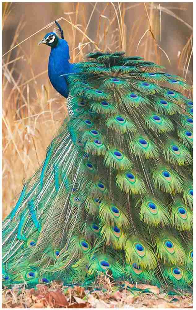 Peacock Bird Pictures