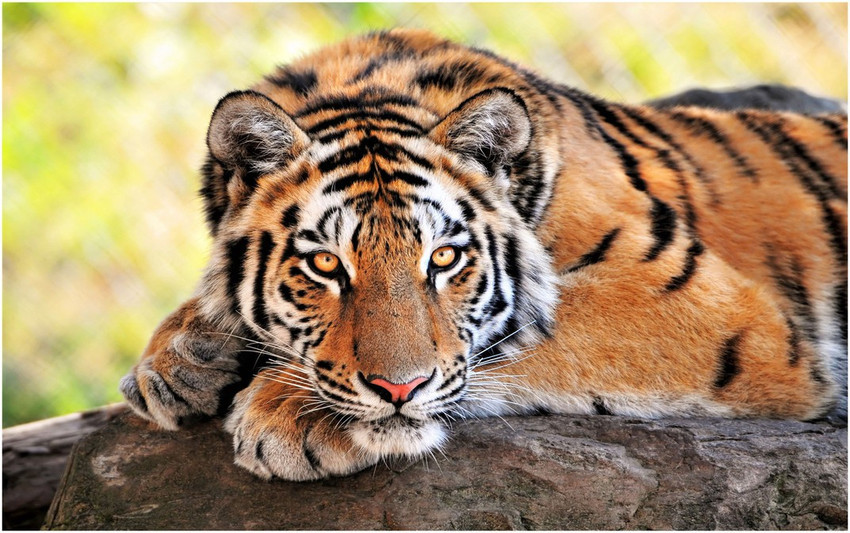 Tiger Hd Wallpapers 1920x1080