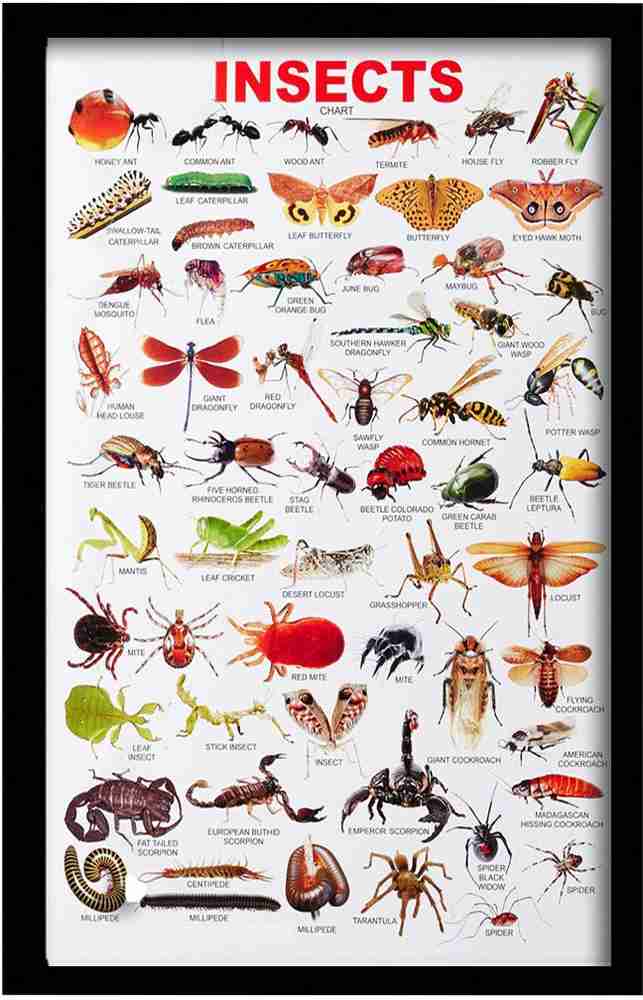 List Of Insects Names With Pictures