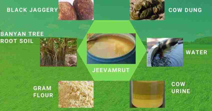 SM Exports jeevamrutham for Plants Plant Growth Tonic Organic Fertilizer 1 Litre. Fertilizer Price in India Buy SM Exports jeevamrutham for Plants Plant Growth Tonic Organic Fertilizer 1 Litre