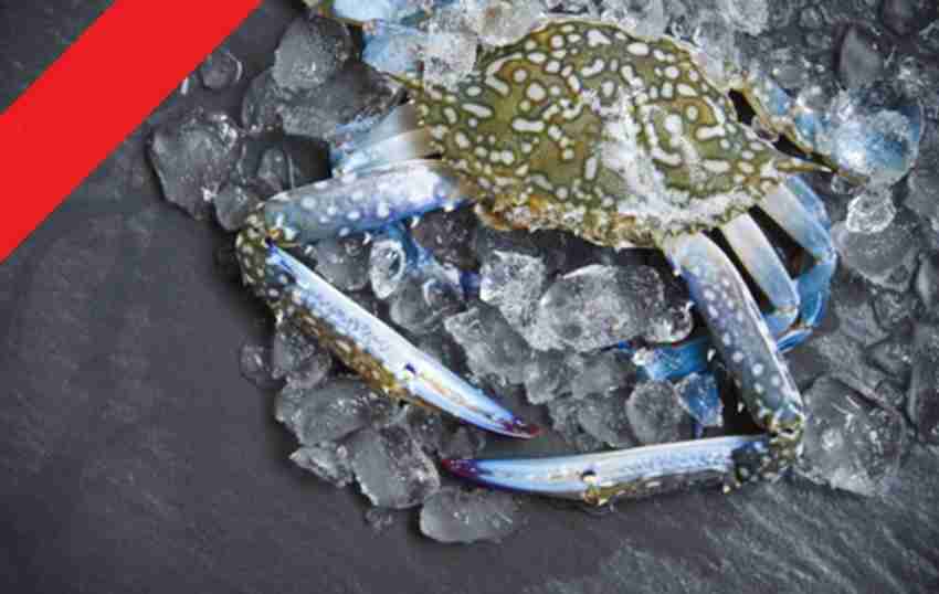 Sea Blue Crab