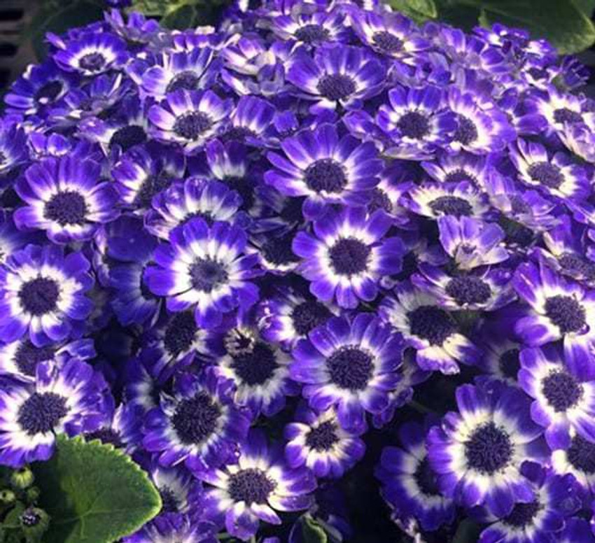 Cineraria Flower | Best Flower Site
