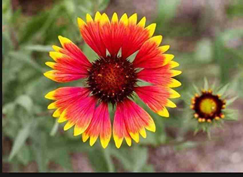 Firewheel Flower Seeds | Best Flower Site