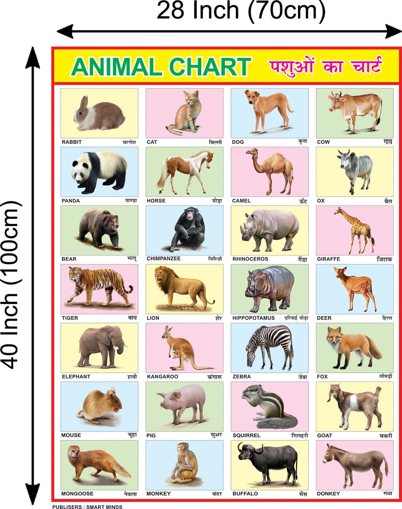 Pet Animals Pictures Chart