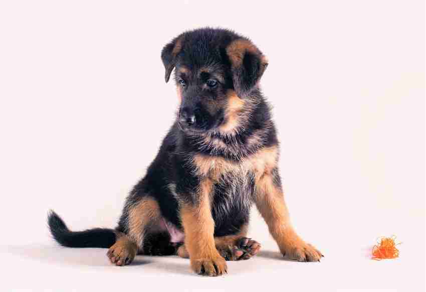 Cute Baby German Shepherd