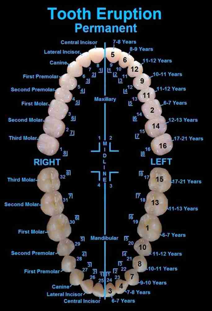Tooth Eruption Charts
