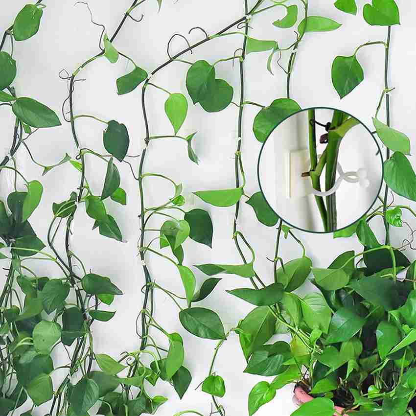 JIG'sMART Money Plant Support Garden Fixing Clip Wall Sticky Hook Vine ...