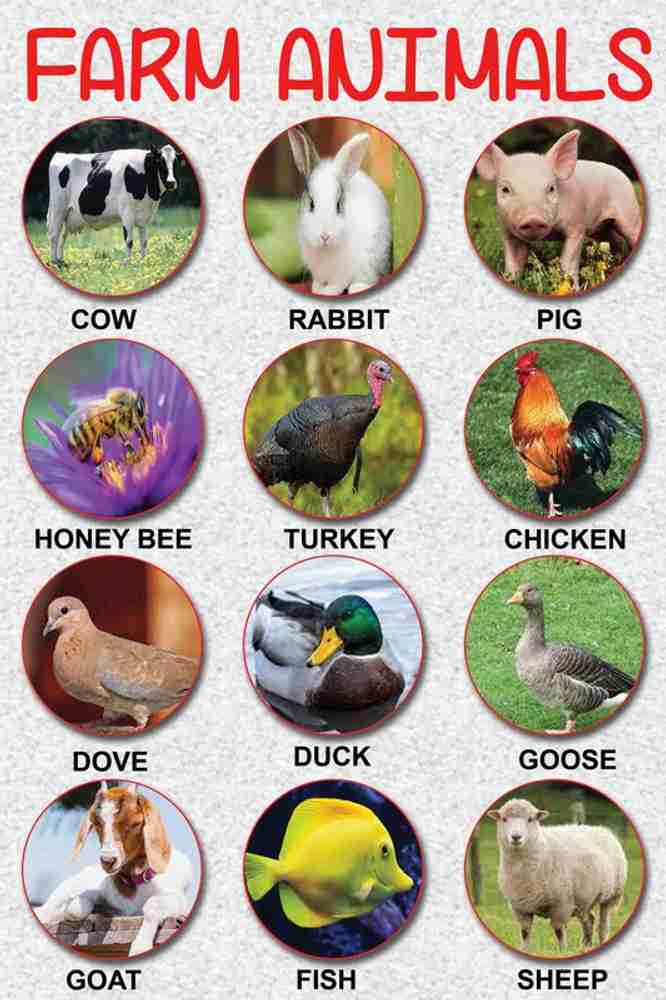 Farm Animals Pictures With Names