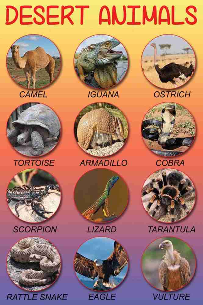 Real Desert Animals For Kids