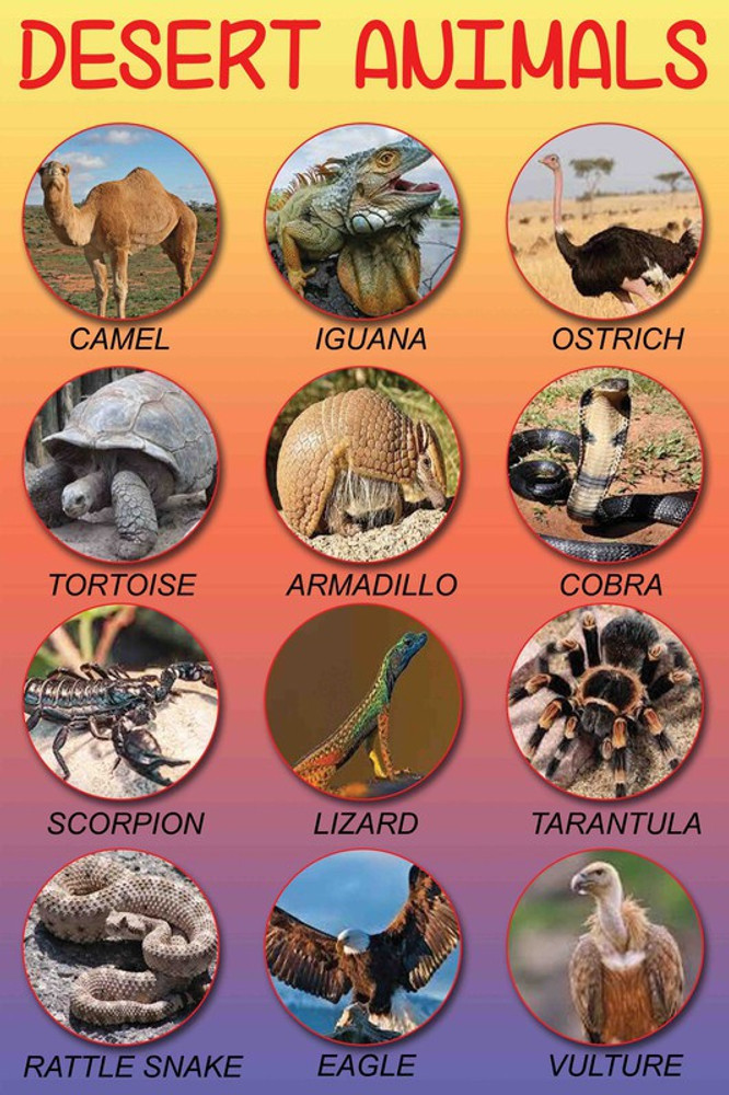 Desert Animals For Kids