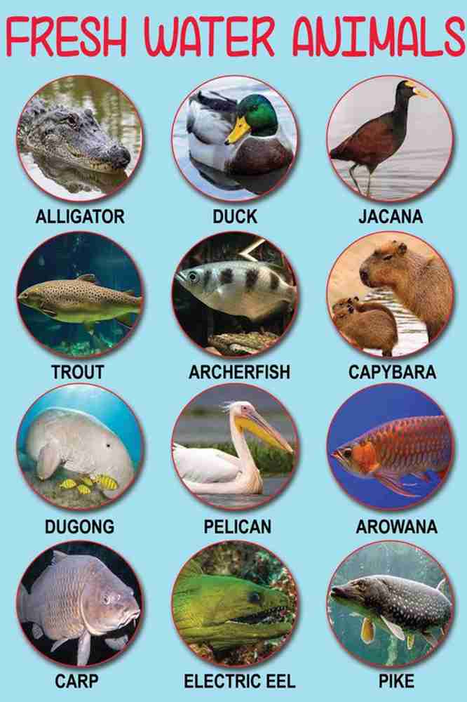 Freshwater Animals List