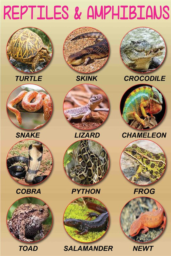 Names Of Reptiles And Amphibians