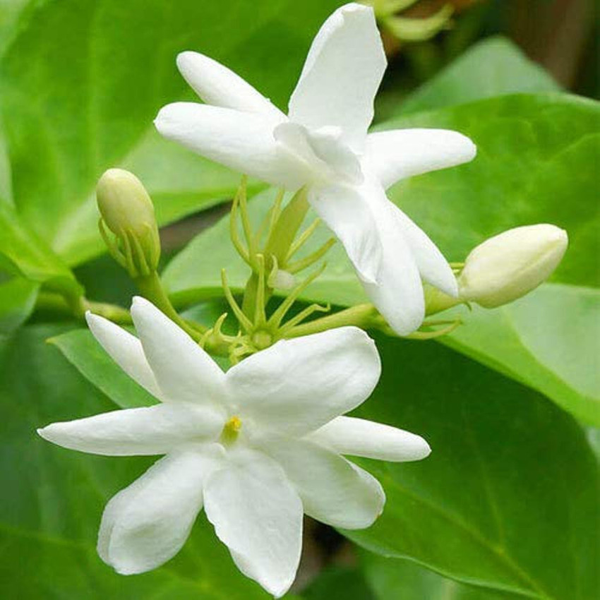Jasminum Grandiflorum Leaves