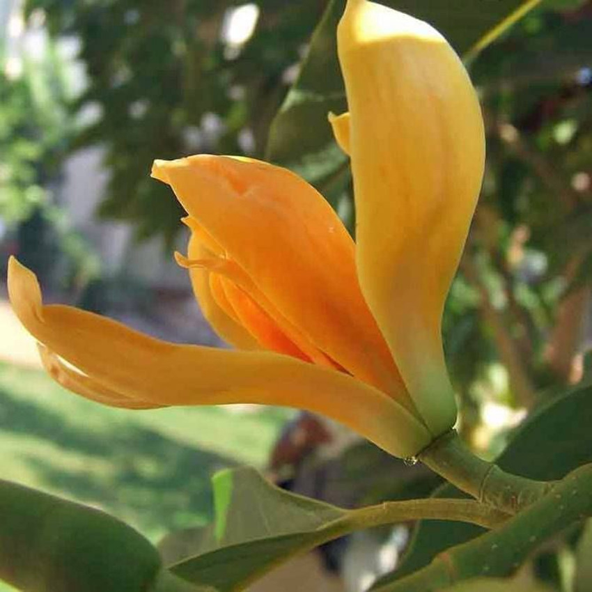 Champa Flower | Best Flower Site