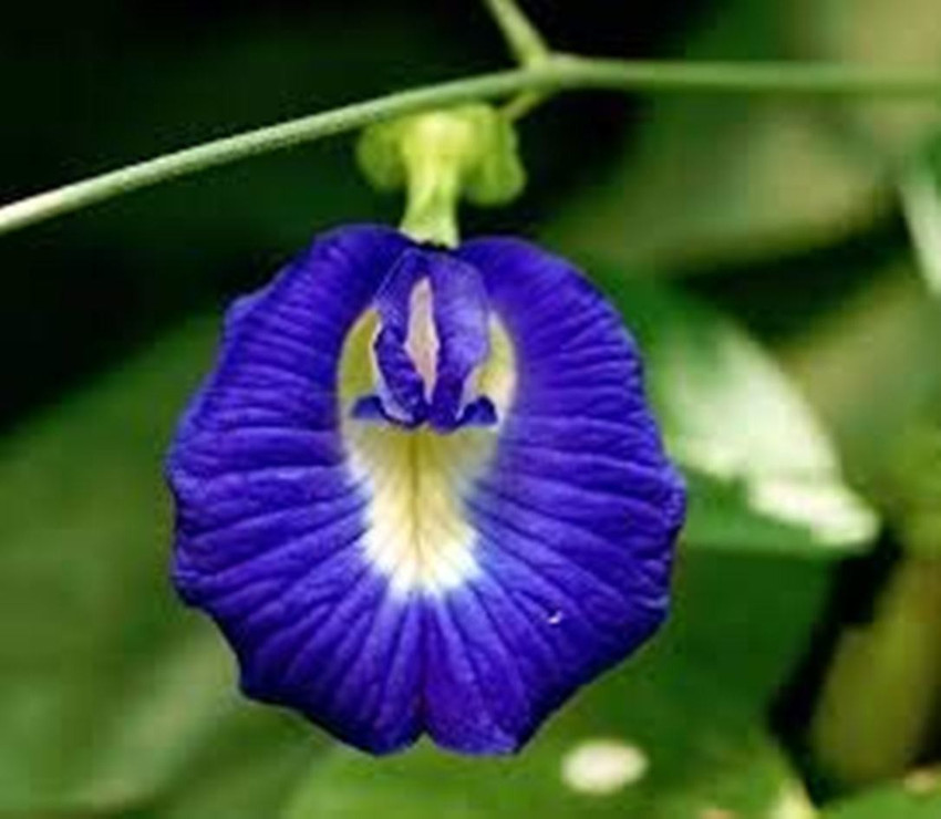Clitoria Ternatea, Butterfly Pea, Asian Pigeonwings, 49% OFF