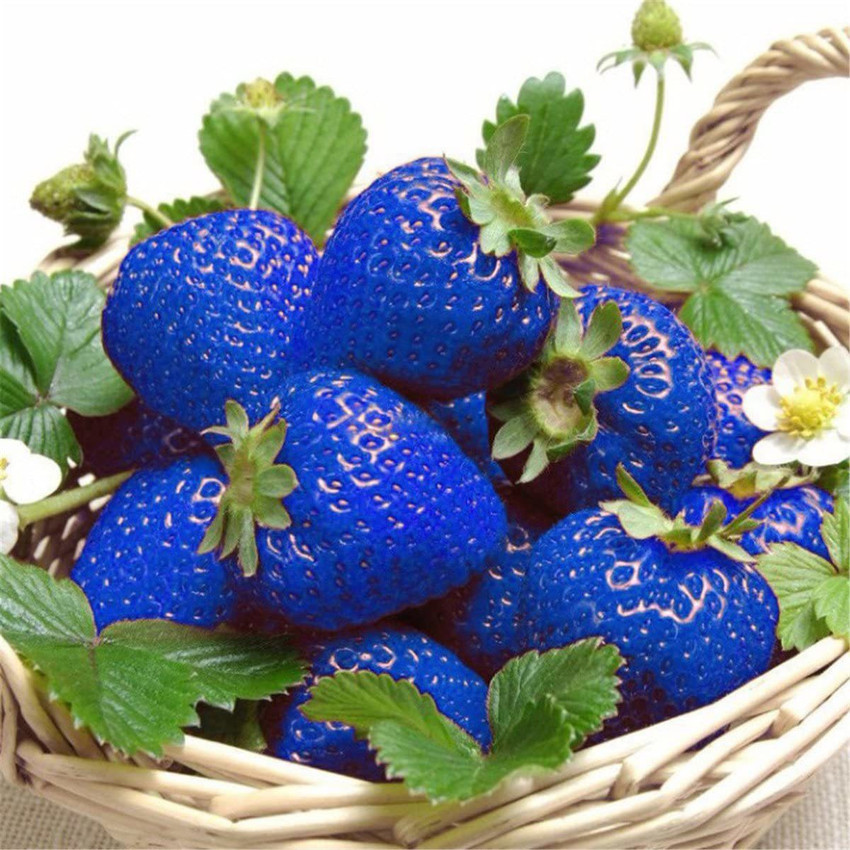 Blue Strawberry Plants