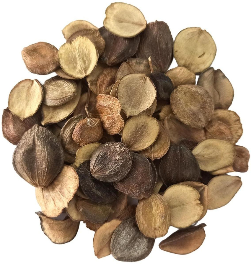 Parijat Flower Seeds | Best Flower Site