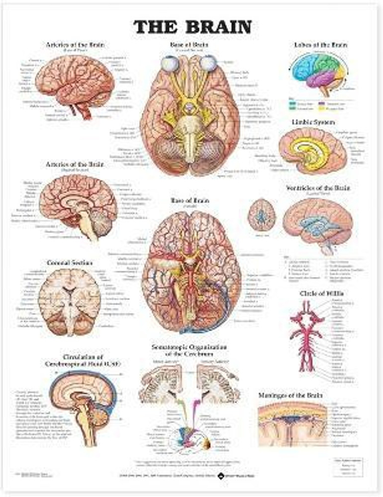 Lower Brain Diagram