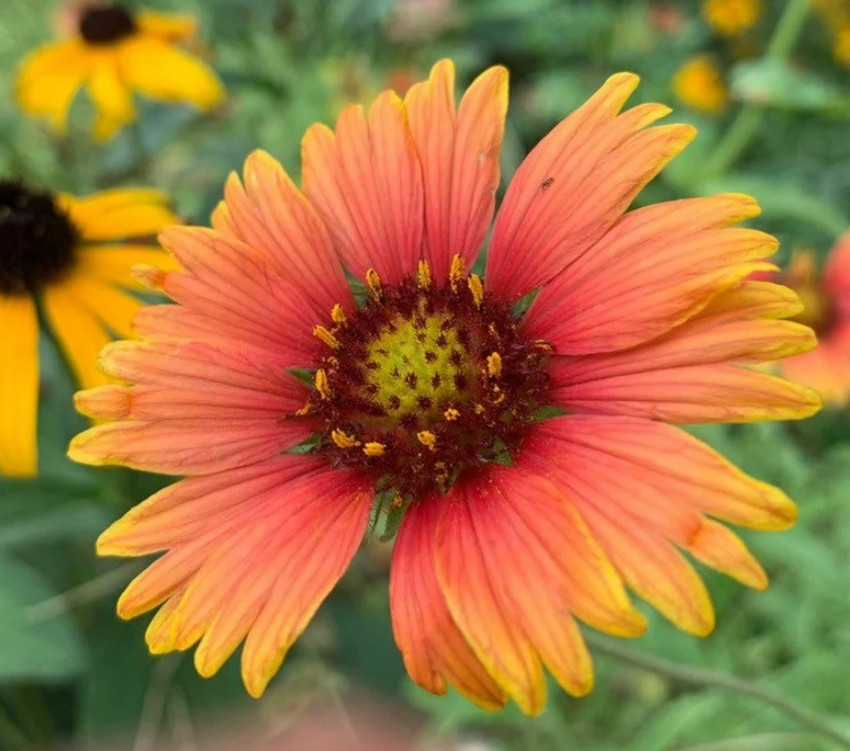 Firewheel Flower Seeds | Best Flower Site