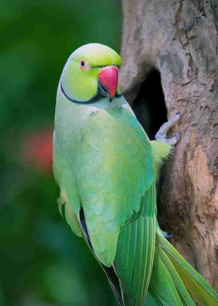 Indian parrot price store