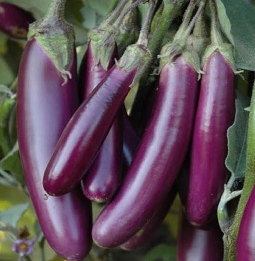 Brinjal Images
