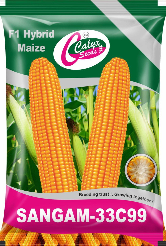 Maize Seeds