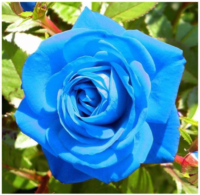 Blue rose plant store