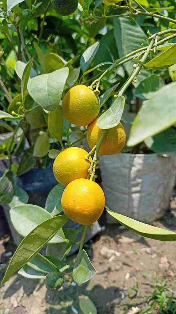Calamansi Plant