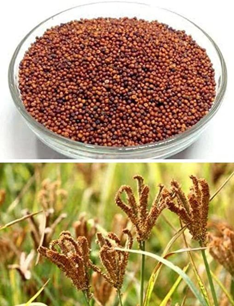 Ragi Seeds