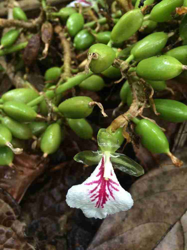 Cardamom Plant Flower