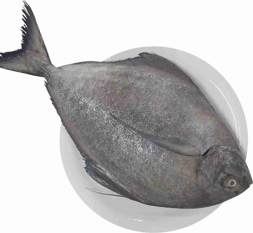 Black Pomfret Fish