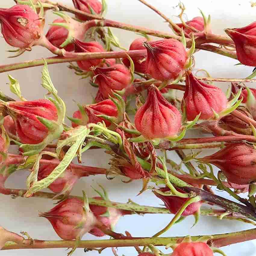 Red Sorrel Seeds