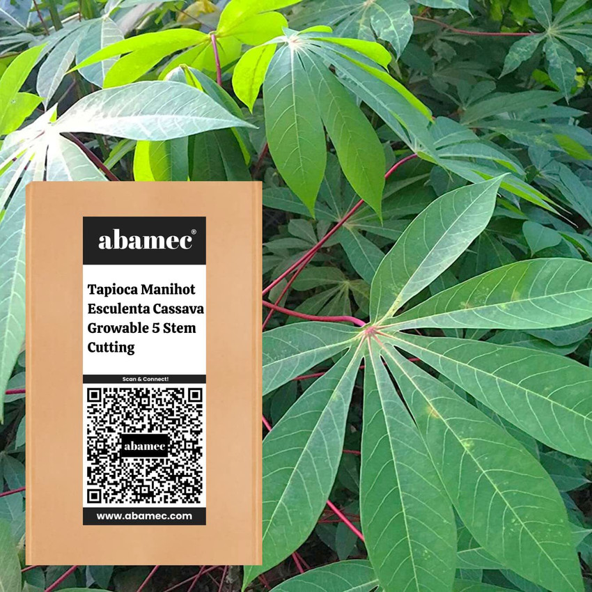 Cassava Plant Images