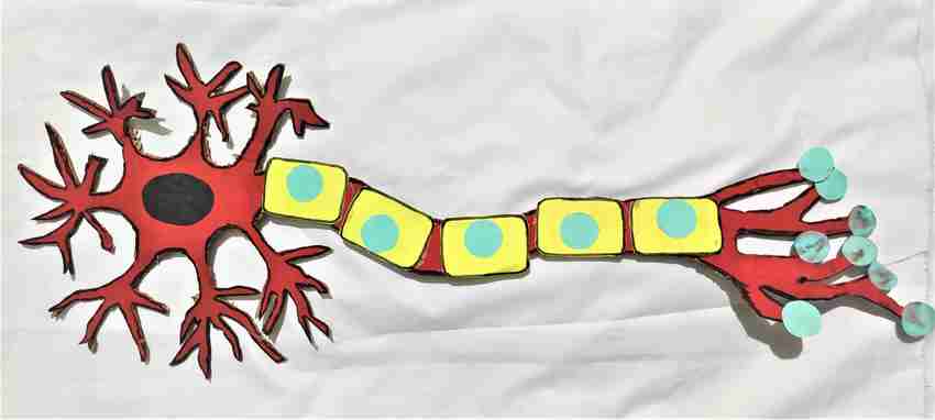 Neuron 3d Model Project