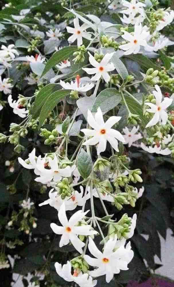 Parijata Flower Plant Images | Best Flower Site