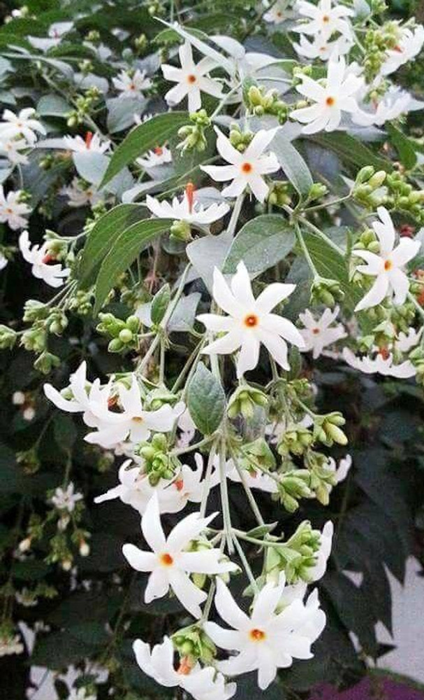 Parijat Flower Tree Images | Best Flower Site