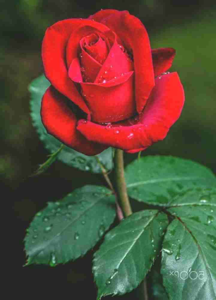 Red Colour Rose Flower Photos | Best Flower Site