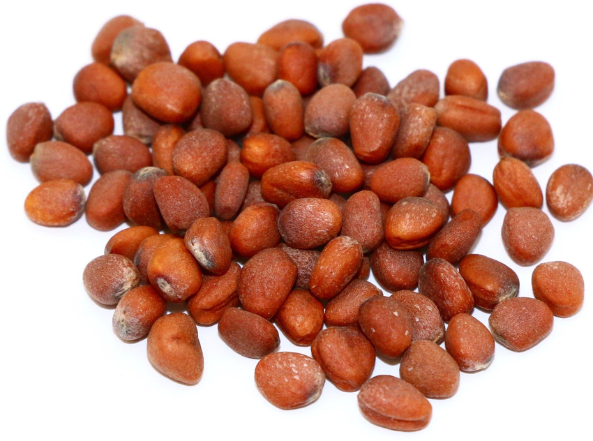 Radish Seeds Radish Seed Pod Info Can You Save Seeds From Radish
