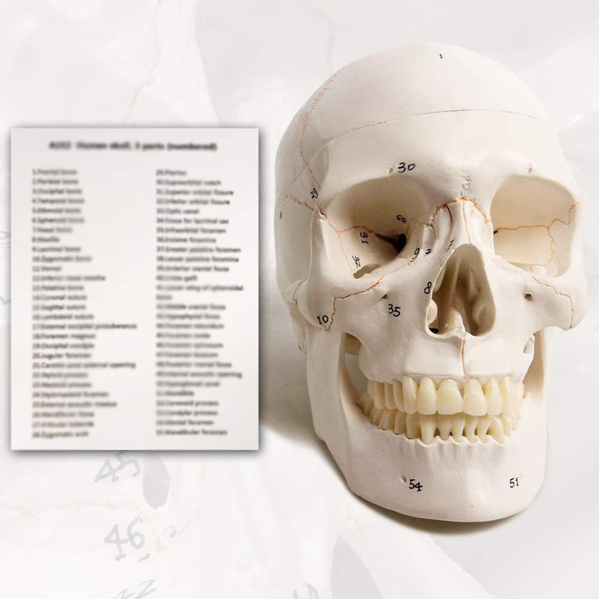 Acupuncture Needles 3B Scientific VR1131UU Glossy Paper Human Skull ...