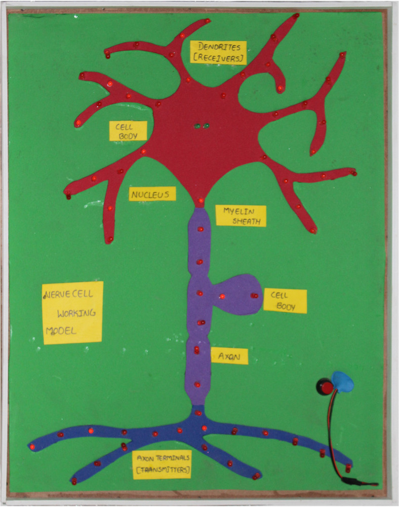 Nerve Cell Model