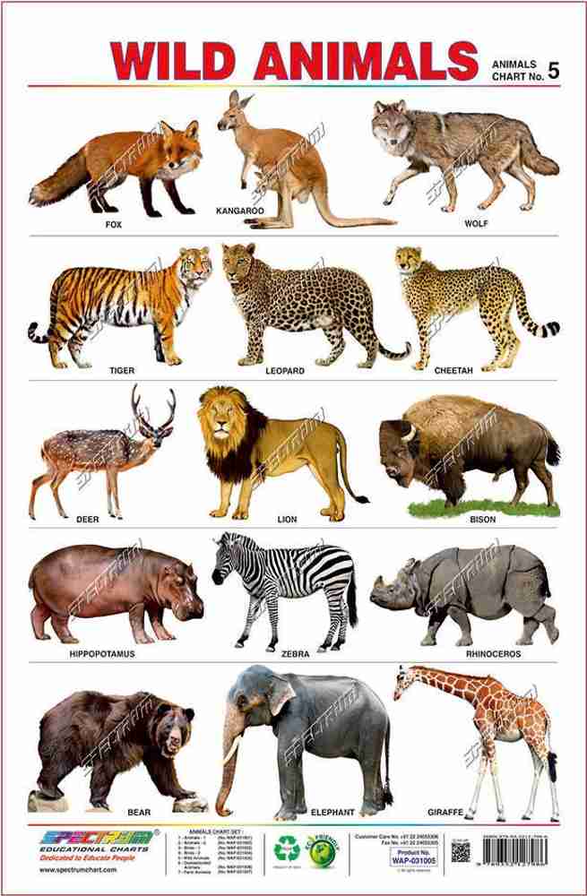 Carnivorous Animals Chart