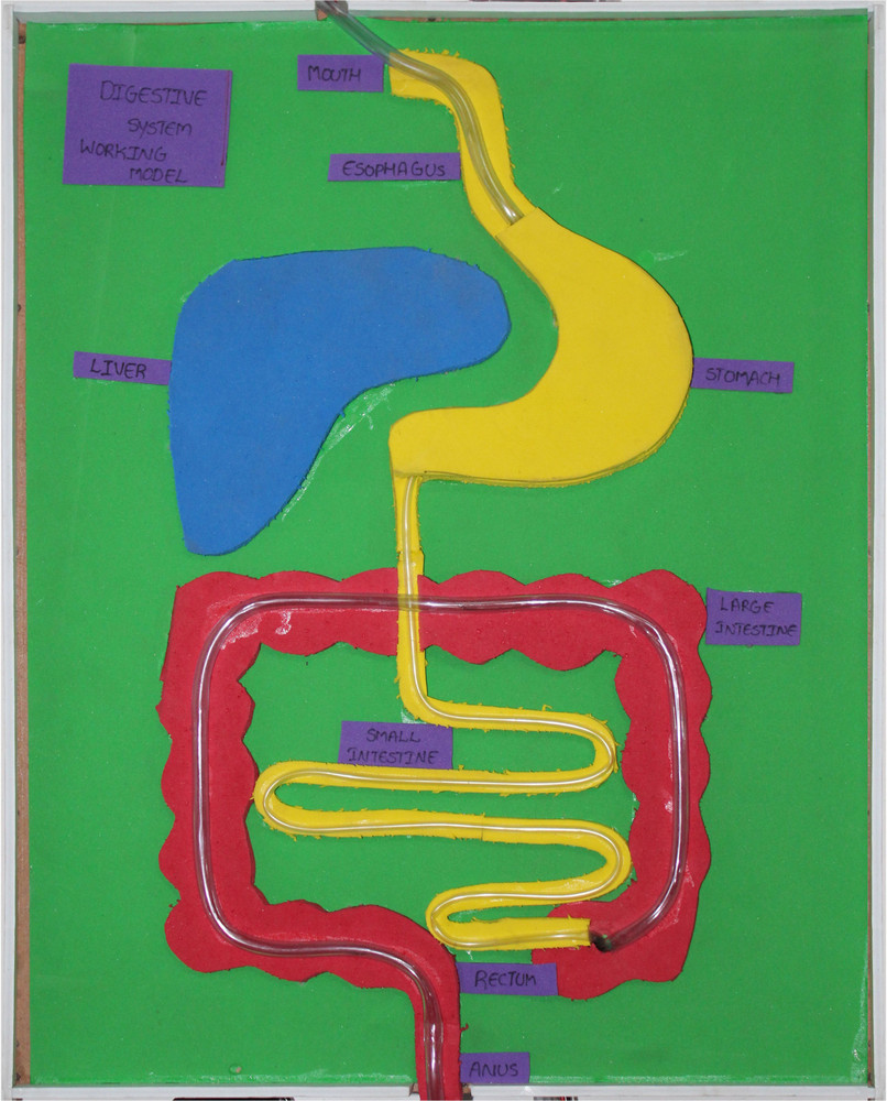 Digestive System Working Model