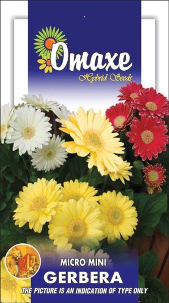 Gerbera Flower Seeds In India | Best Flower Site