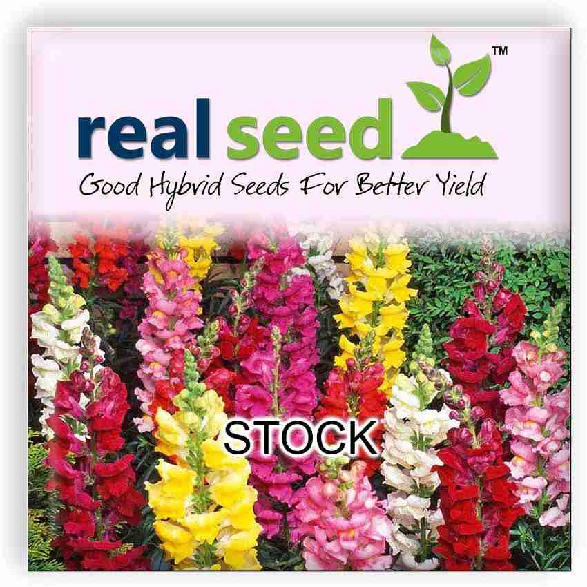 Imported Flower Seeds In India | Best Flower Site