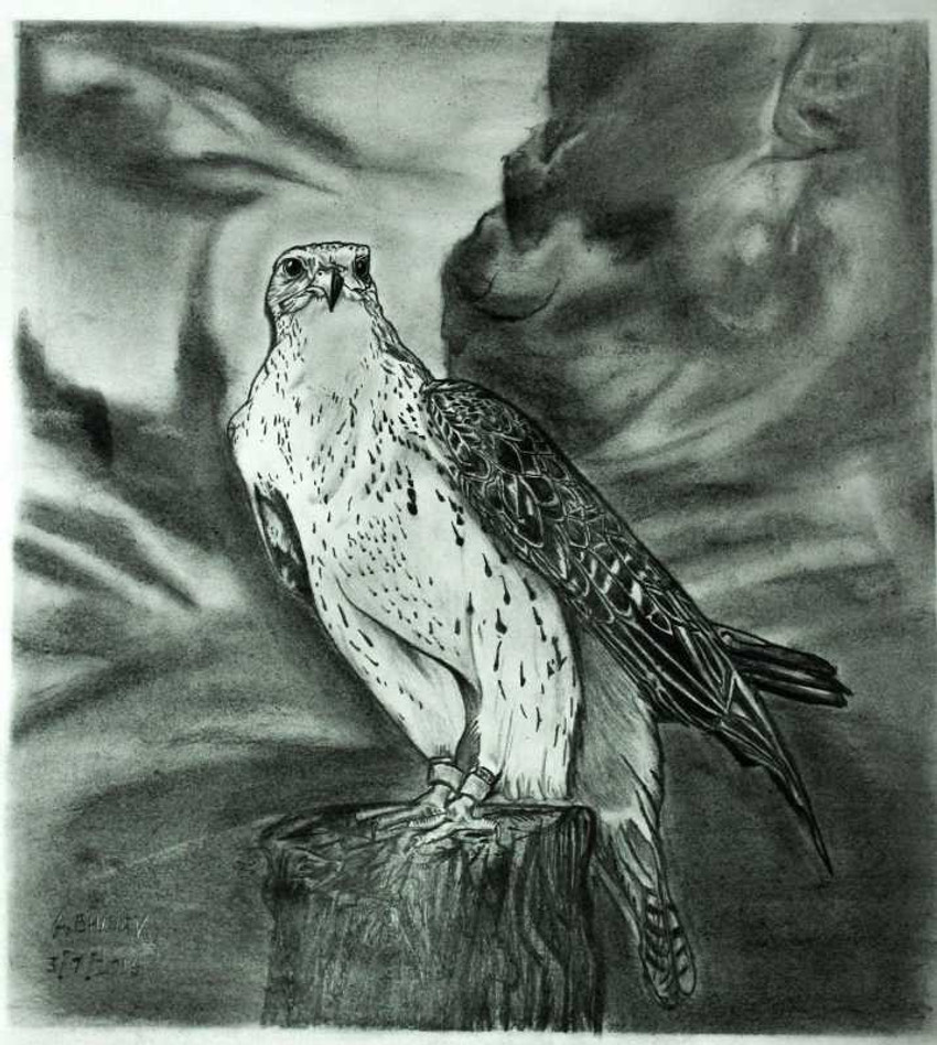 White Falcon Bird Wallpaper