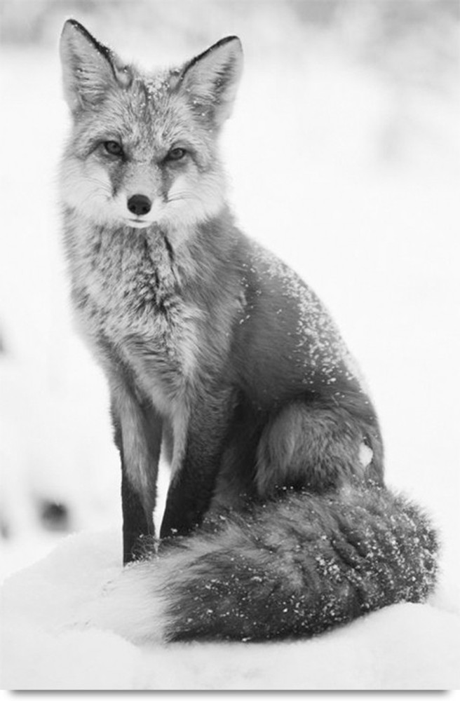 Red Black And White Fox