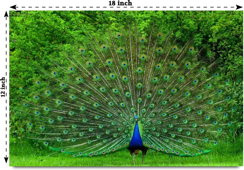 Dancing Peacock Images